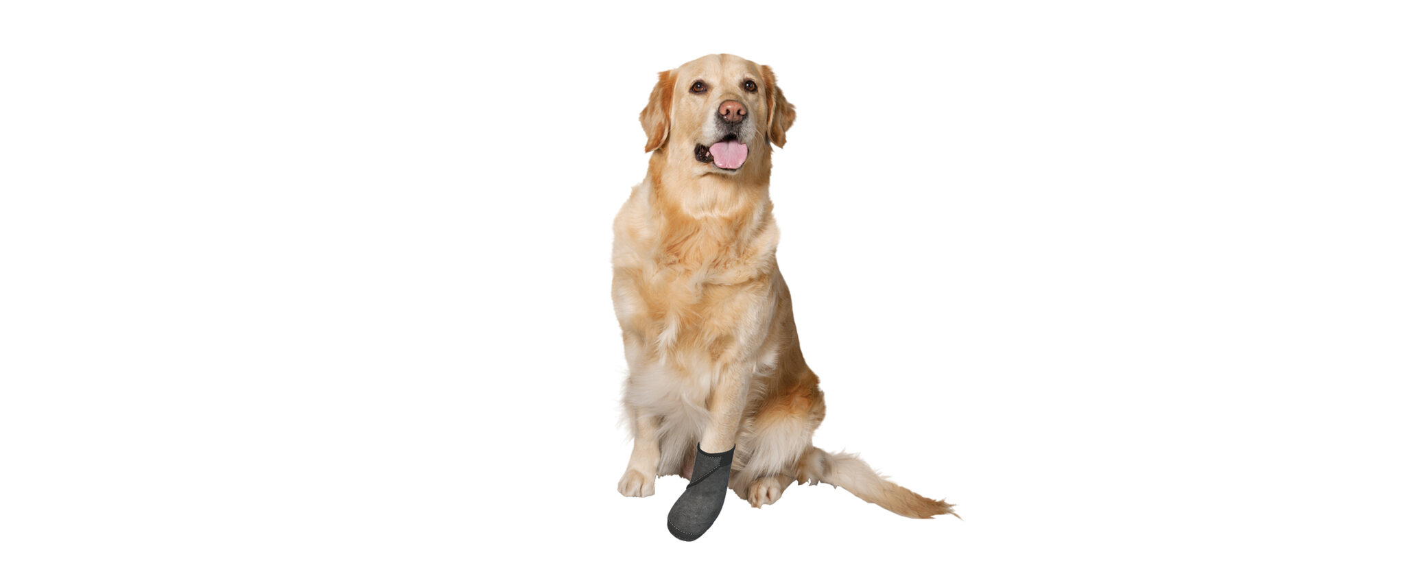 Introducing the Recovery Boot | Acorn Pet Products – Acorn Pet Products